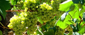 10 interesting facts about Cava - IWFS Blog