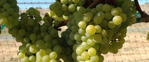 10 interesting facts about Cava - IWFS Blog