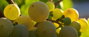10 interesting facts about Cava - IWFS Blog